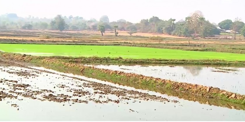 Agriculture Sector: 79.88 acres of farm lands developed at model village | Myanmar International TV